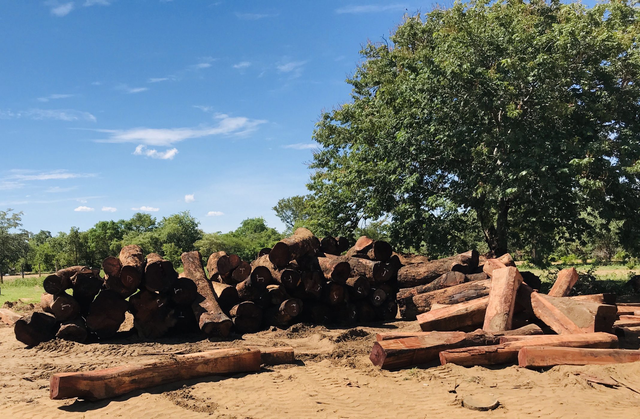 Rundu elite scramble for Kavango timber - Part two - Investigation Unit